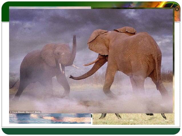 bai 33 Thuc hanh Xem tap tinh cua dong vat.ppt