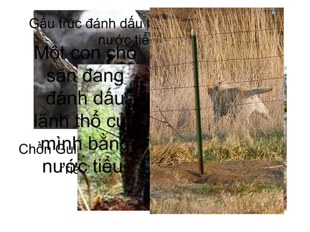 bai 33 Thuc hanh Xem tap tinh cua dong vat.ppt