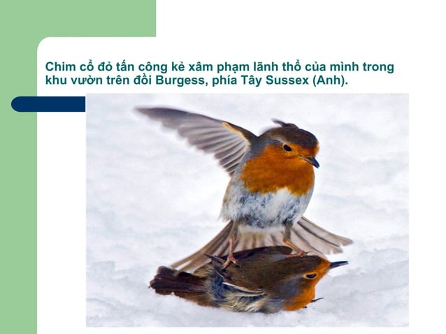 bai 33 Thuc hanh Xem tap tinh cua dong vat.ppt