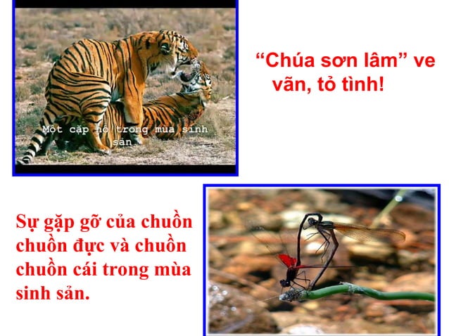 bai 33 Thuc hanh Xem tap tinh cua dong vat.ppt