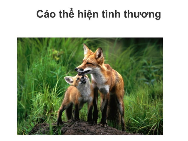 bai 33 Thuc hanh Xem tap tinh cua dong vat.ppt