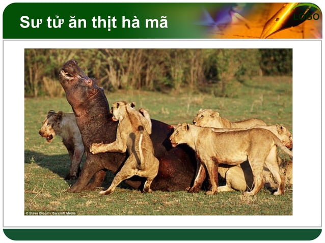 bai 33 Thuc hanh Xem tap tinh cua dong vat.ppt