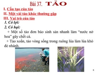 Bai 37 tao | PPT