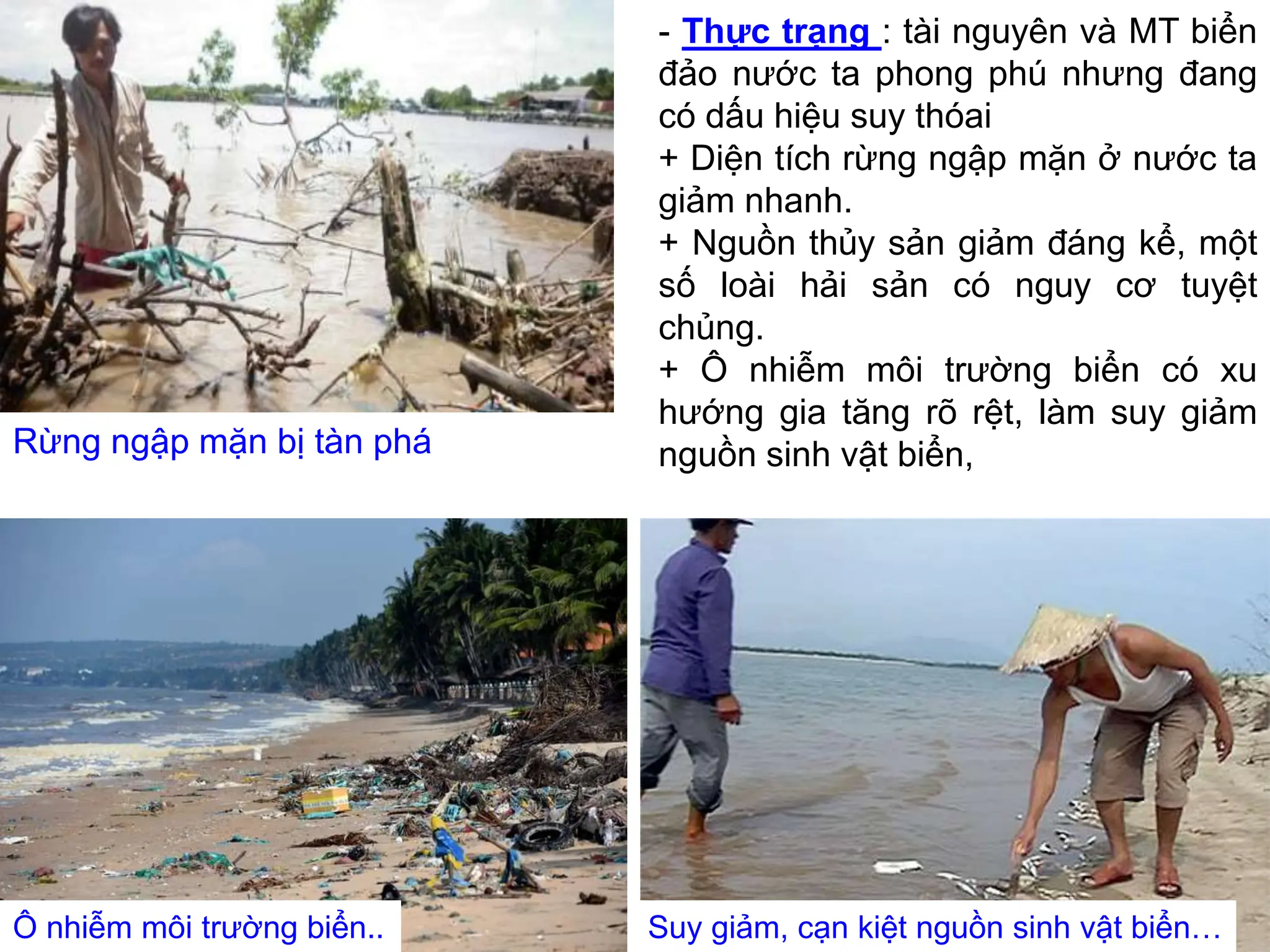 Bai 39 Phat trien tong hop kinh te va bao ve tai nguyen moi truong bien ...