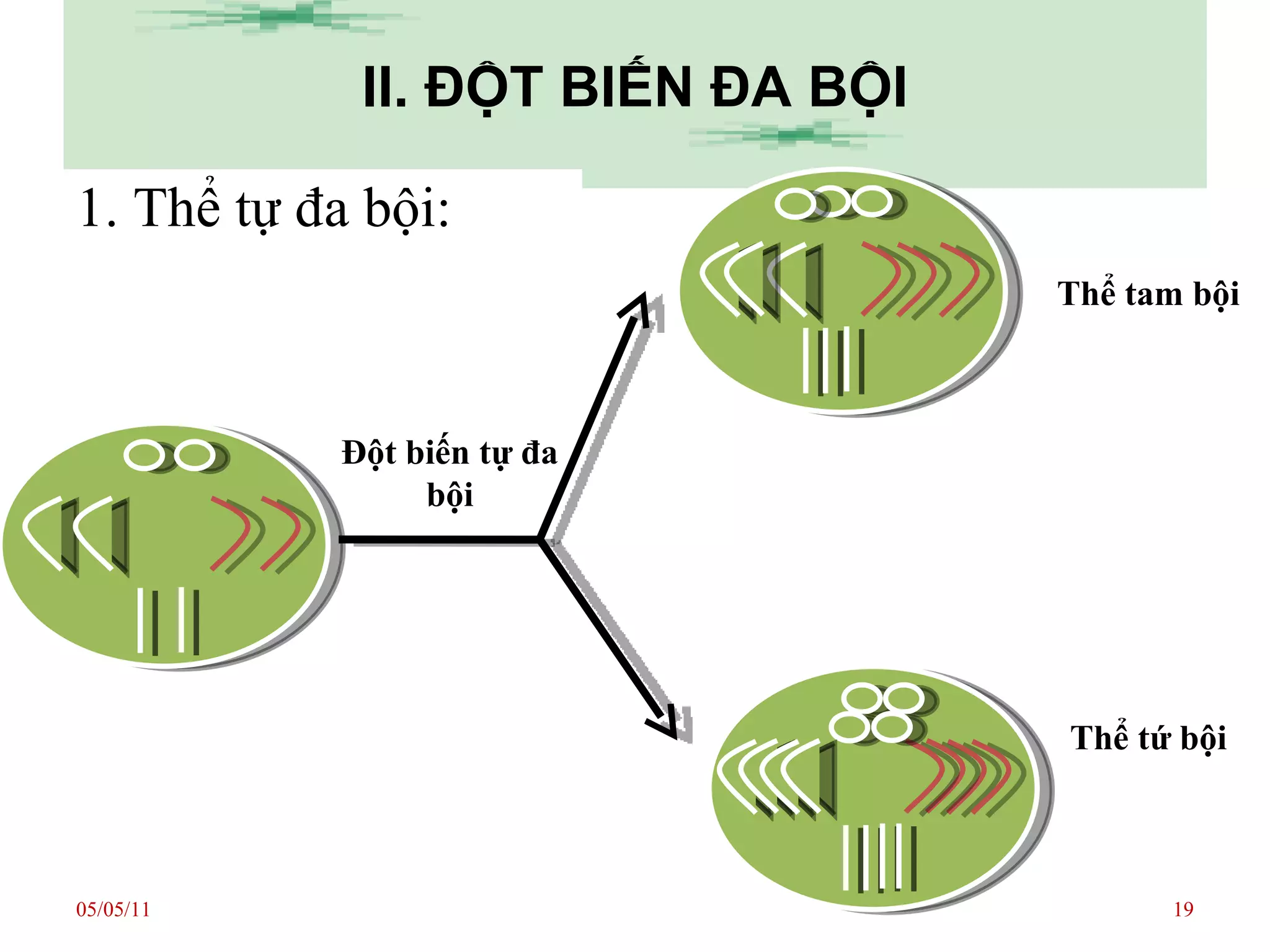 BÀI 6: ĐỘT BIẾN SỐ LƯỢNG NHIỄM SẮC THỂ | PPT