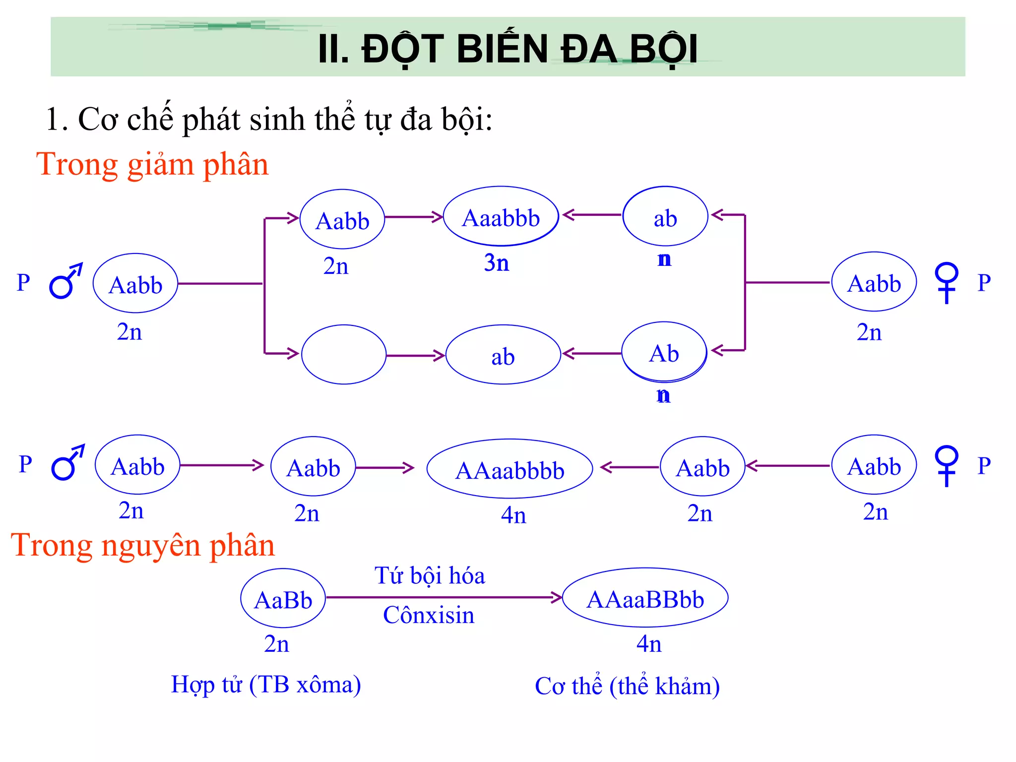 BÀI 6: ĐỘT BIẾN SỐ LƯỢNG NHIỄM SẮC THỂ | PPT