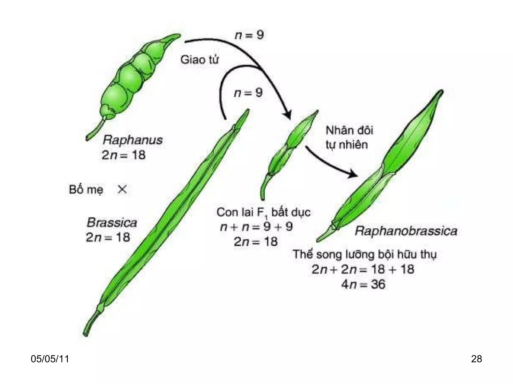 BÀI 6: ĐỘT BIẾN SỐ LƯỢNG NHIỄM SẮC THỂ | PPT