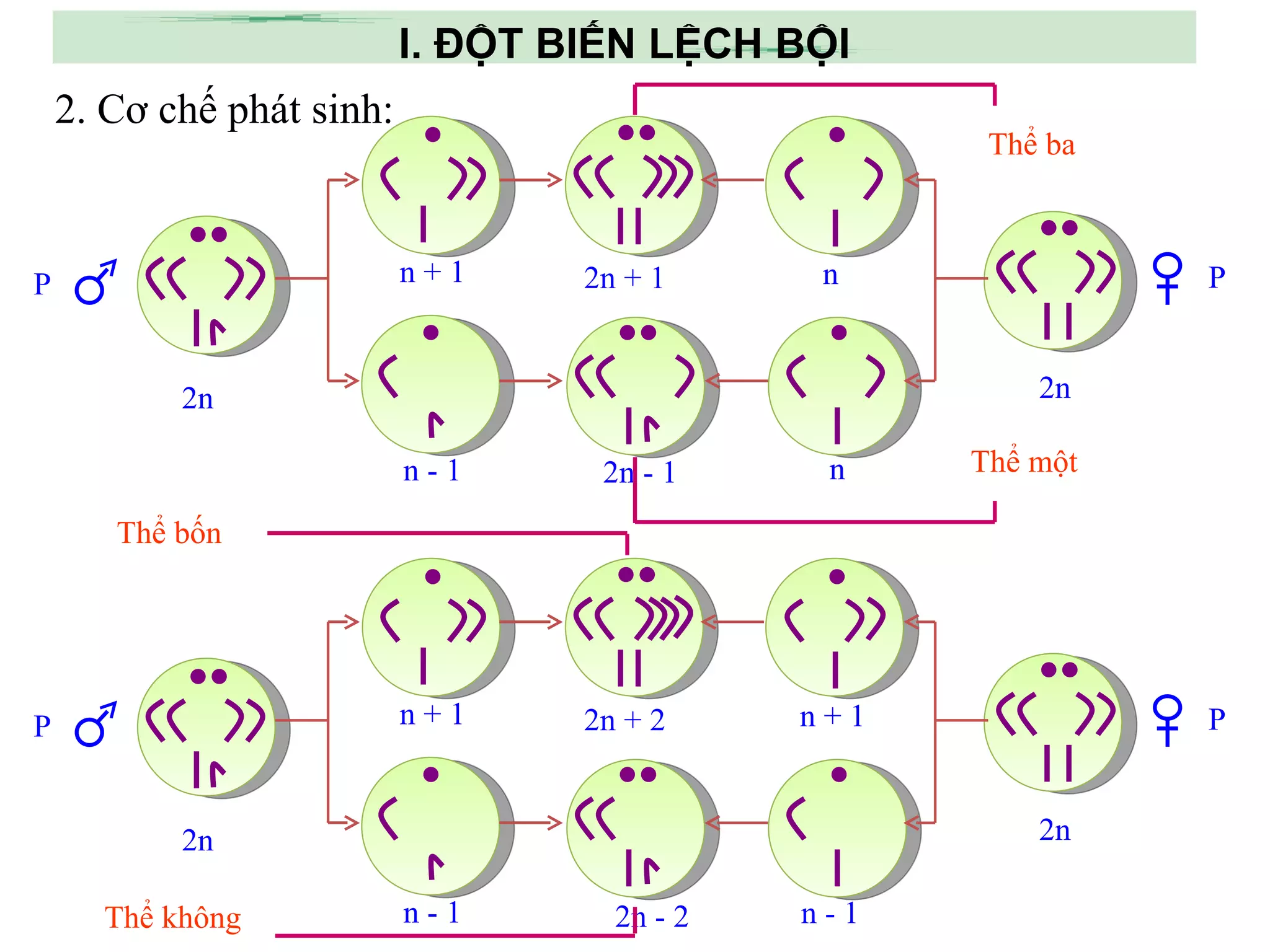 BÀI 6: ĐỘT BIẾN SỐ LƯỢNG NHIỄM SẮC THỂ | PPT