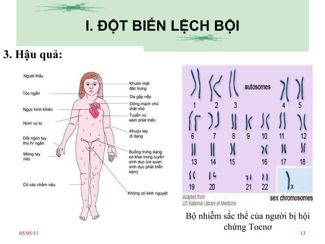 BÀI 6: ĐỘT BIẾN SỐ LƯỢNG NHIỄM SẮC THỂ | PPT