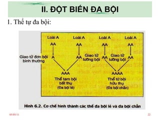 BÀI 6: ĐỘT BIẾN SỐ LƯỢNG NHIỄM SẮC THỂ | PPT