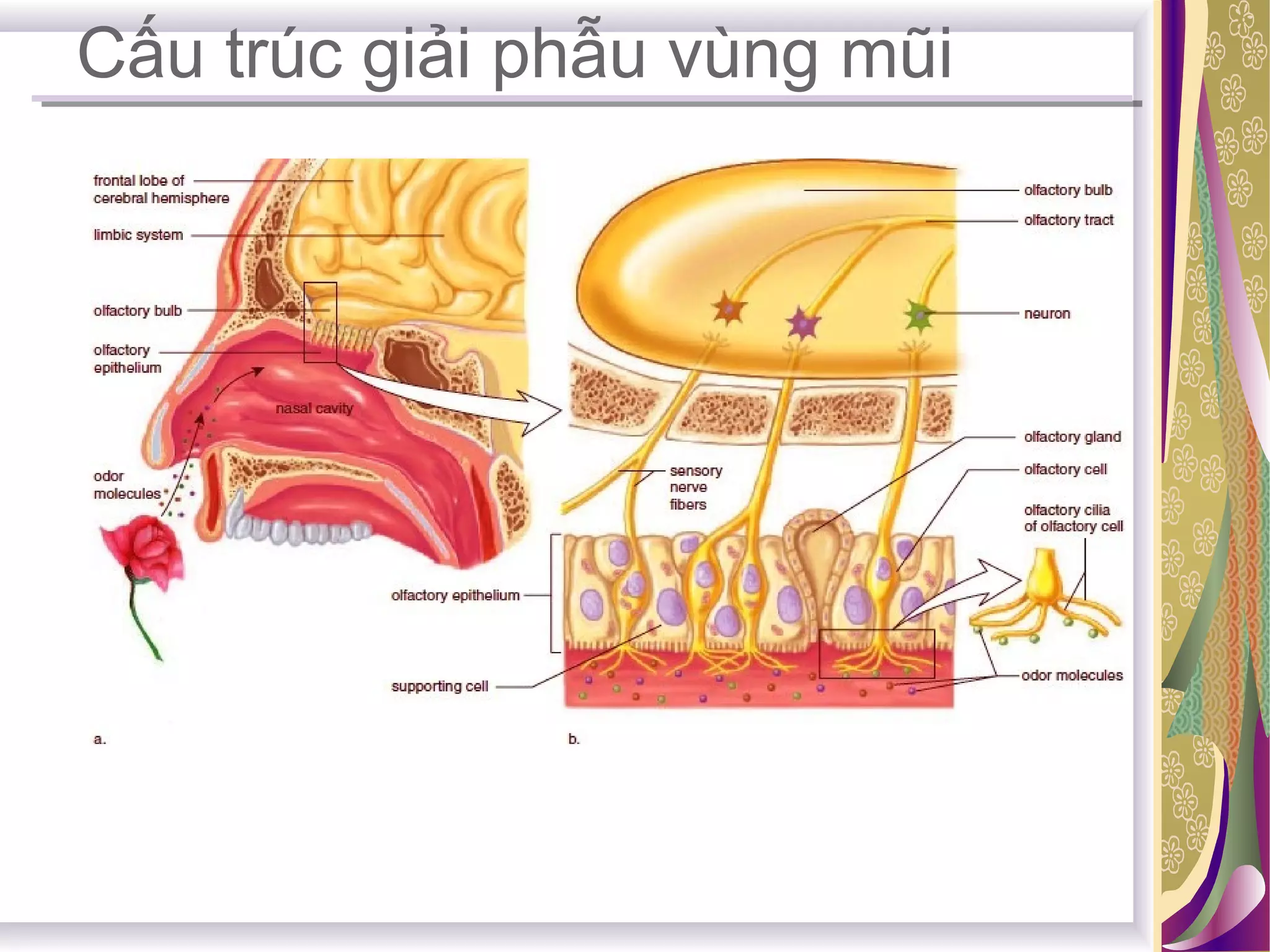 Giai phau sinh ly he ho hap | PPT