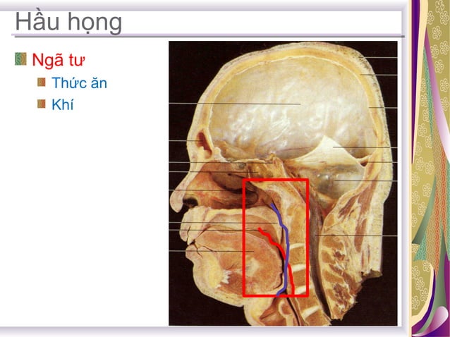 Giai phau sinh ly he ho hap | PPT