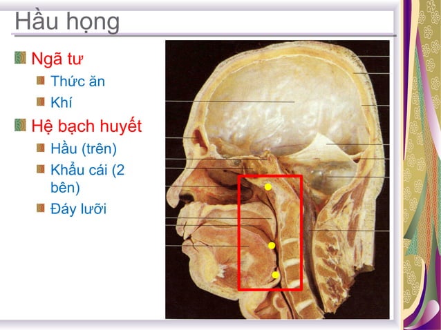 Giai phau sinh ly he ho hap | PPT
