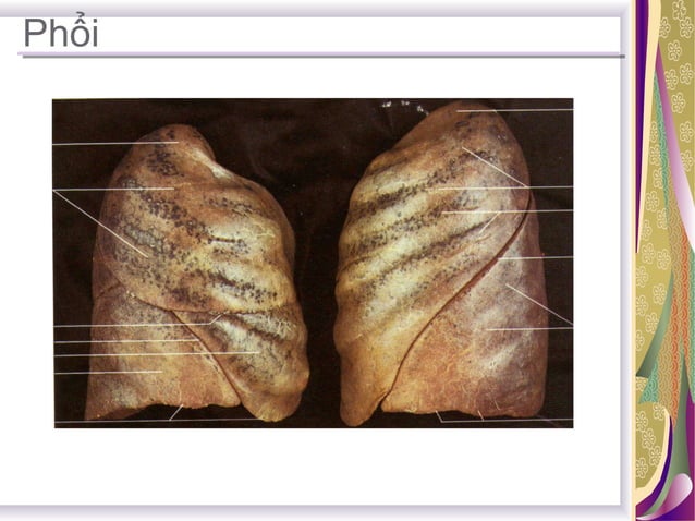 Giai phau sinh ly he ho hap | PPT