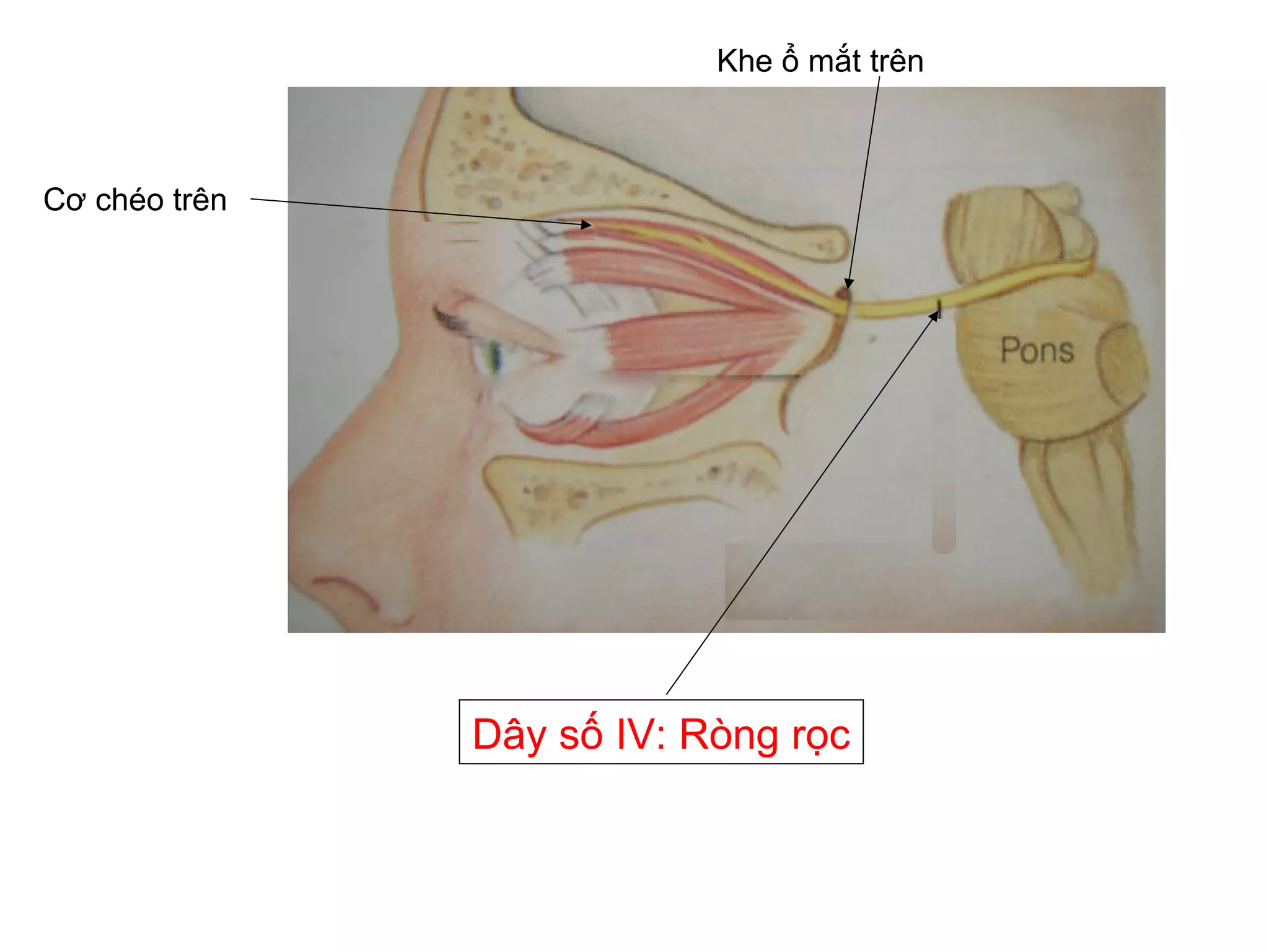 GIẢI PHẪU 12 ĐÔI DÂY THẦN KINH SỌ | PPT