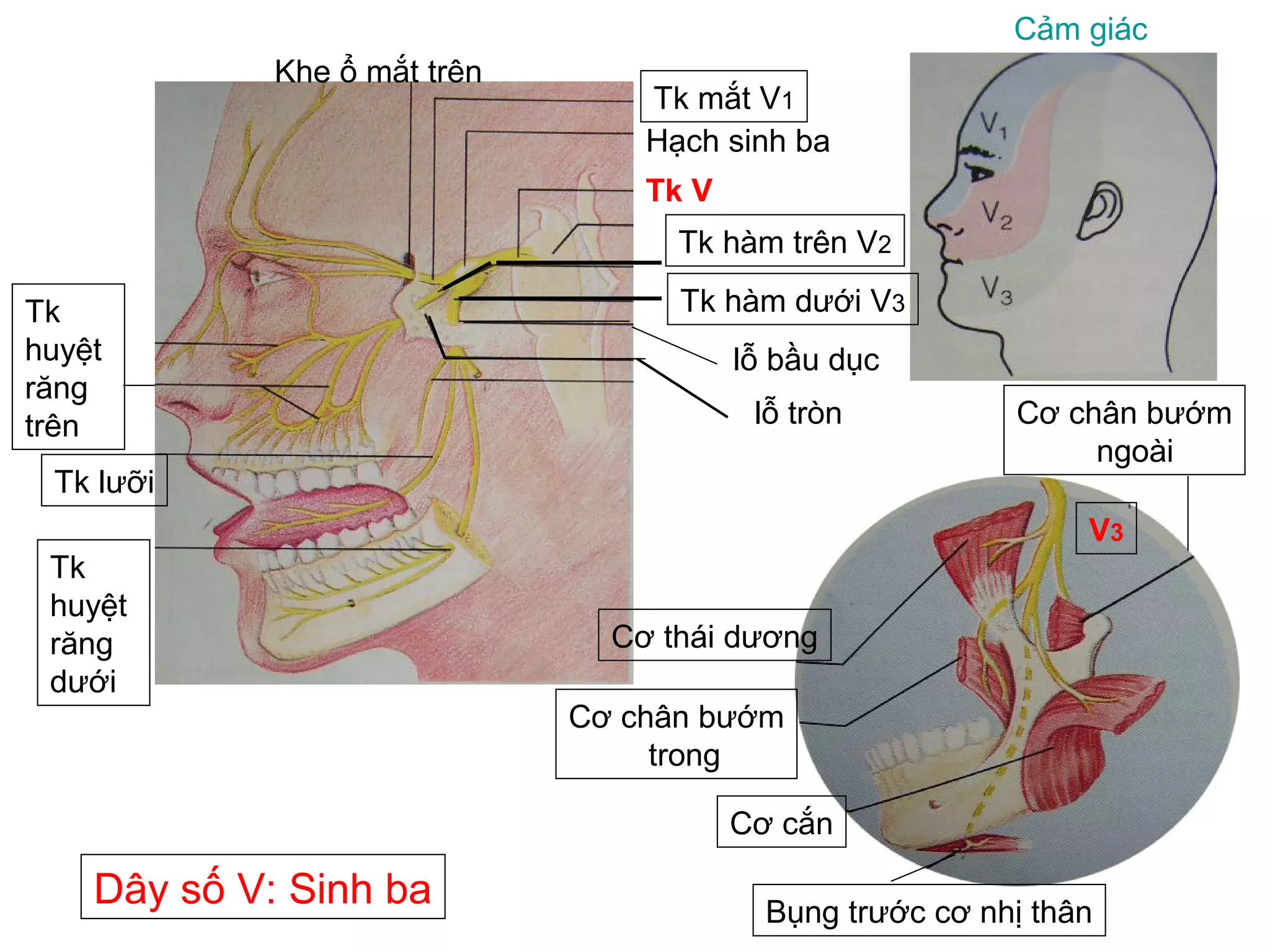 GIẢI PHẪU 12 ĐÔI DÂY THẦN KINH SỌ | PPT