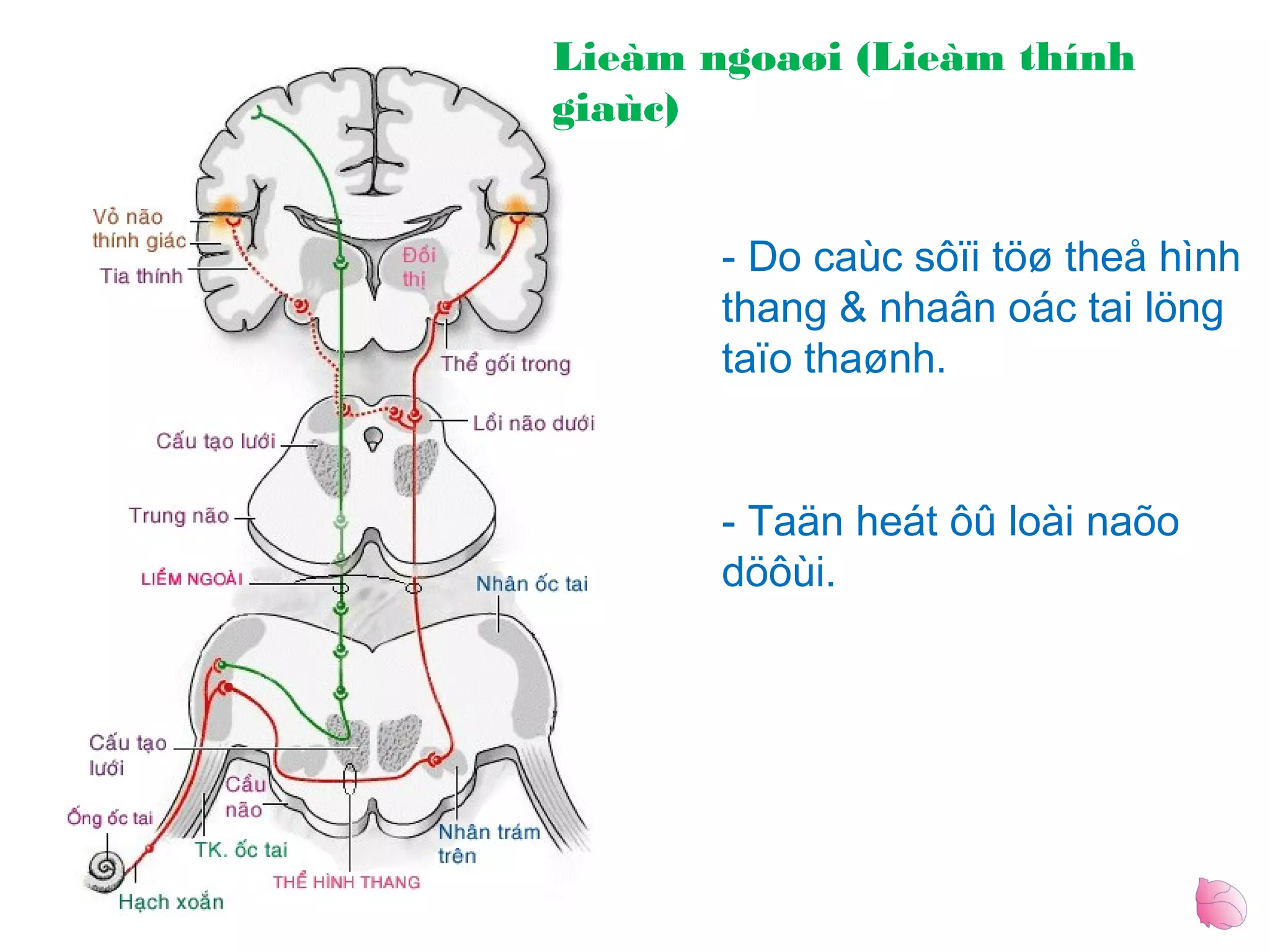 HÌNH THỂ TRONG TRÁM - TRUNG - GIAN NÃO | PPT