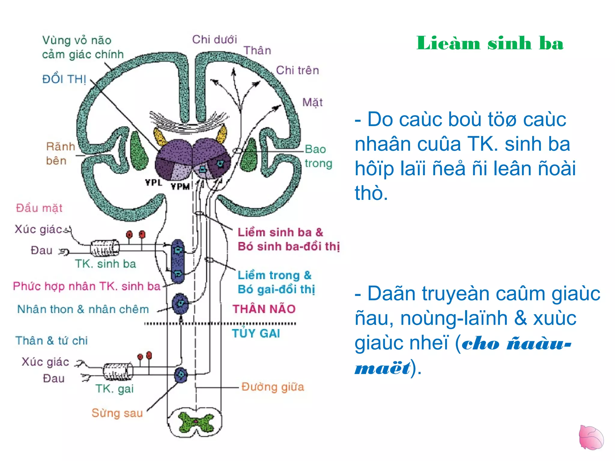 HÌNH THỂ TRONG TRÁM - TRUNG - GIAN NÃO | PPT