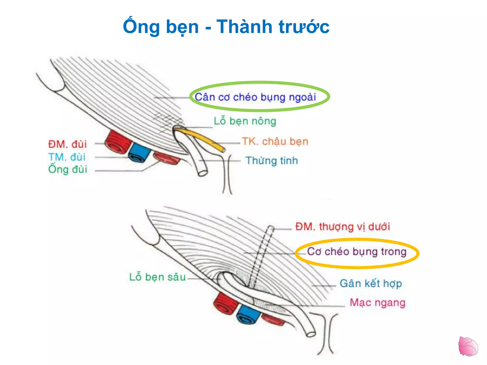 GIẢI PHẪU ỐNG BẸN | PDF