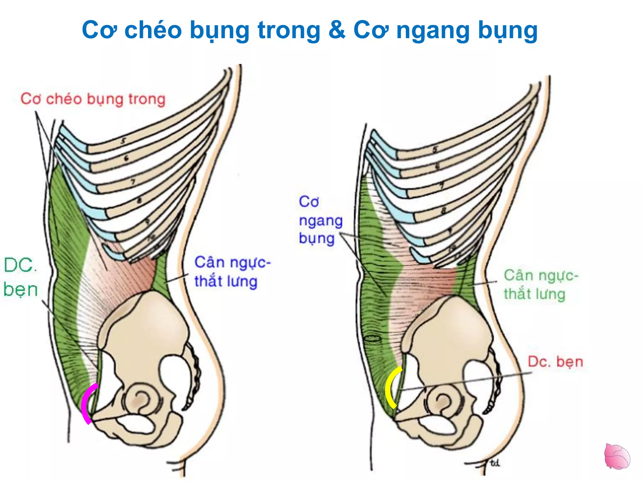 GIẢI PHẪU ỐNG BẸN | PDF