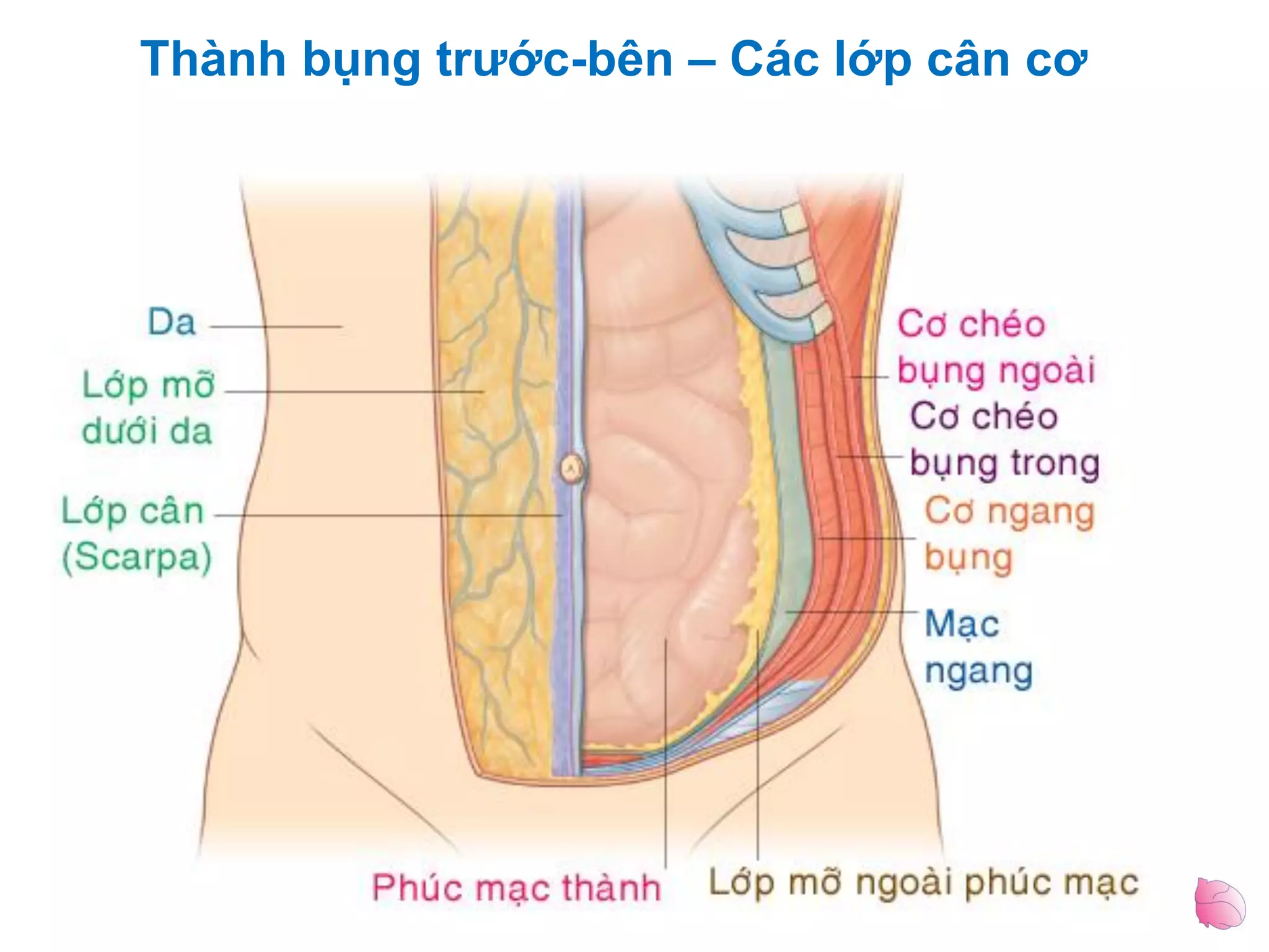GIẢI PHẪU ỐNG BẸN | PDF