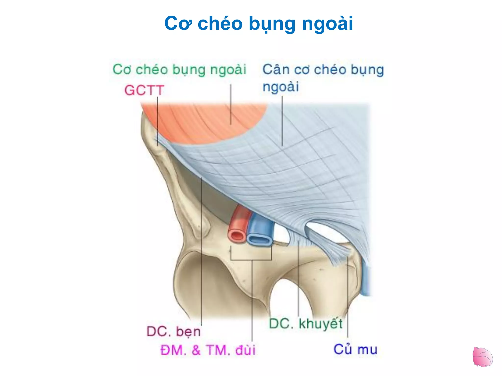 GIẢI PHẪU ỐNG BẸN | PDF