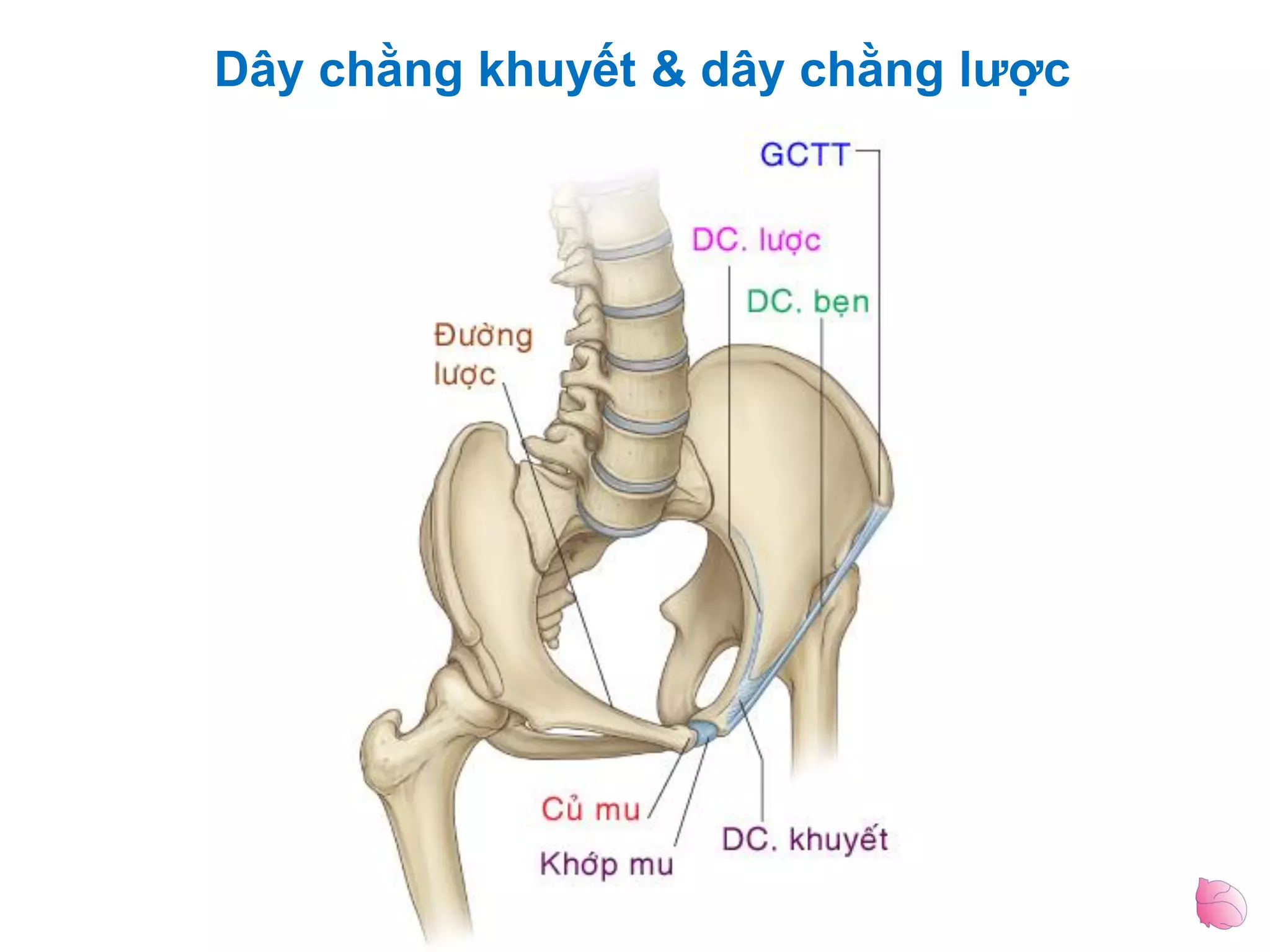 GIẢI PHẪU ỐNG BẸN | PDF