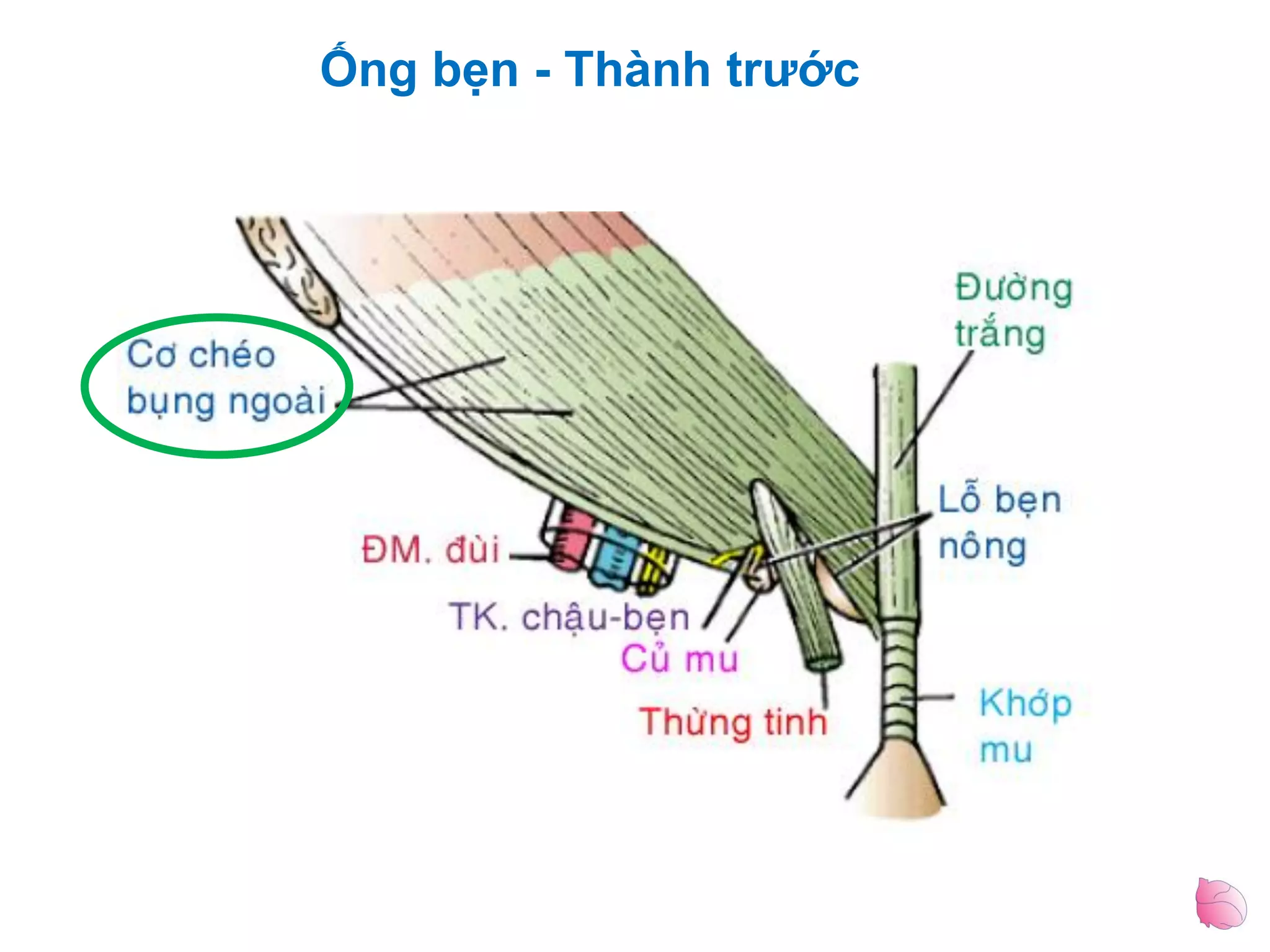 GIẢI PHẪU ỐNG BẸN | PDF