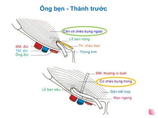 GIẢI PHẪU ỐNG BẸN | PDF