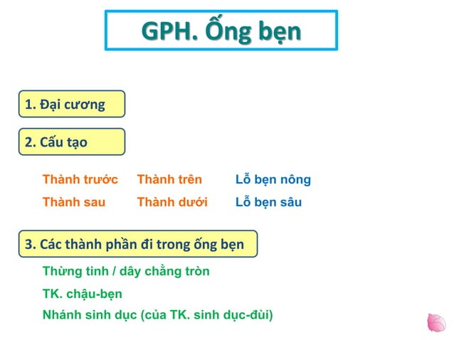 GIẢI PHẪU ỐNG BẸN | PDF