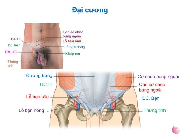 GIẢI PHẪU ỐNG BẸN | PDF