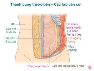 GIẢI PHẪU ỐNG BẸN | PDF