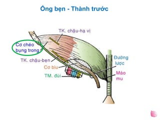 GIẢI PHẪU ỐNG BẸN | PDF