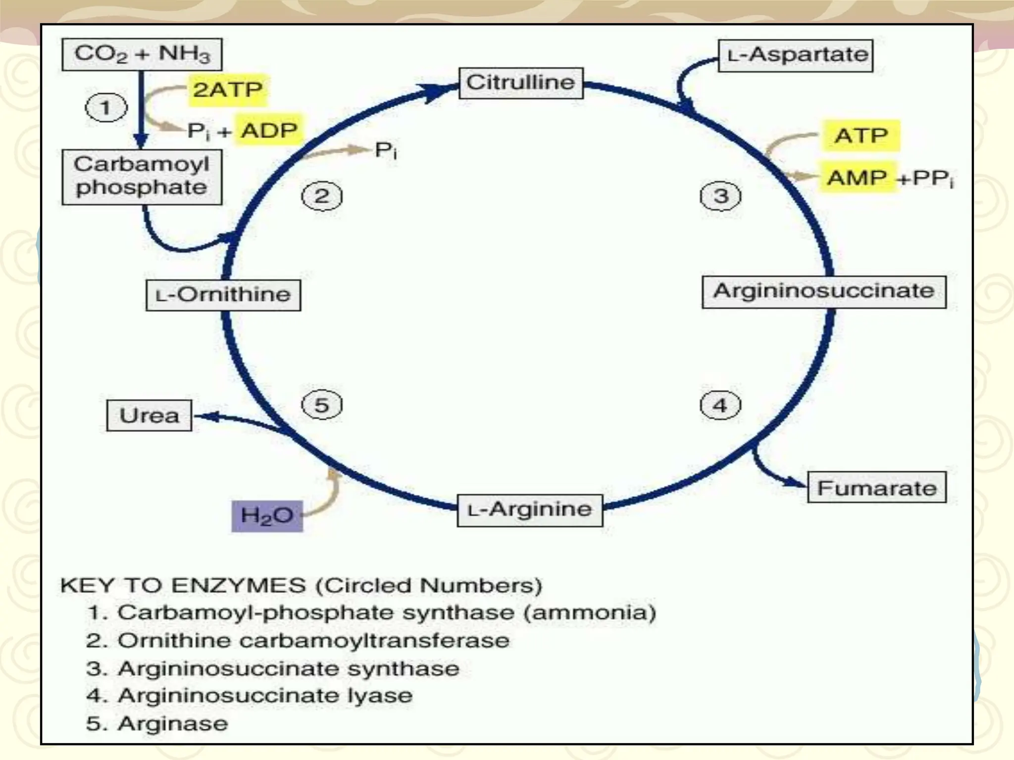 bai_giang_hoa_sinh_bai_12_chuyen_hoa_protid_7546.ppt