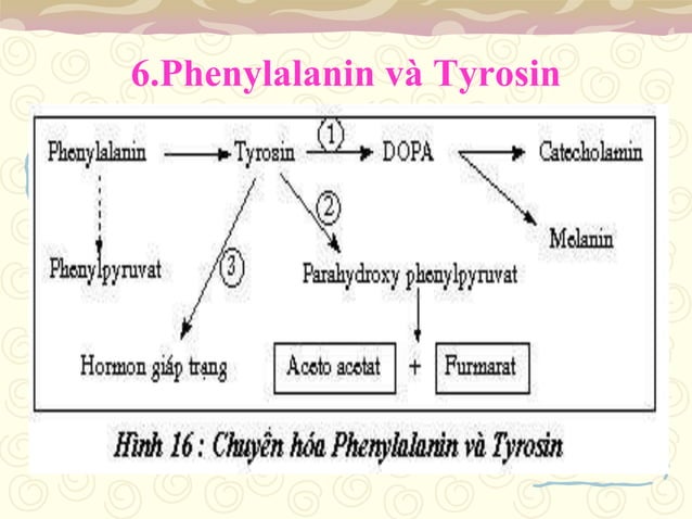 bai_giang_hoa_sinh_bai_12_chuyen_hoa_protid_7546.ppt