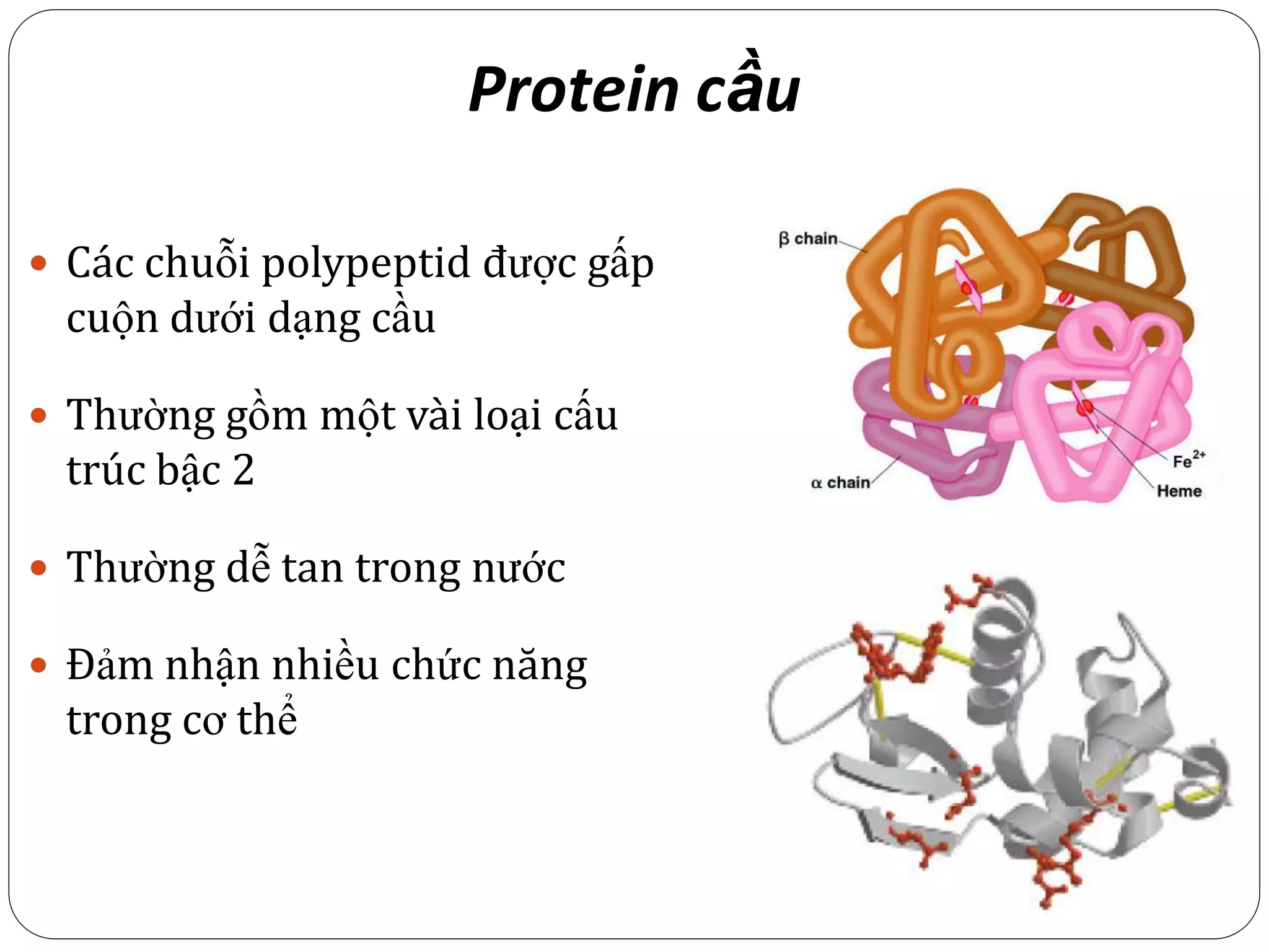 Bai giang protein ts vu thi thom | PDF