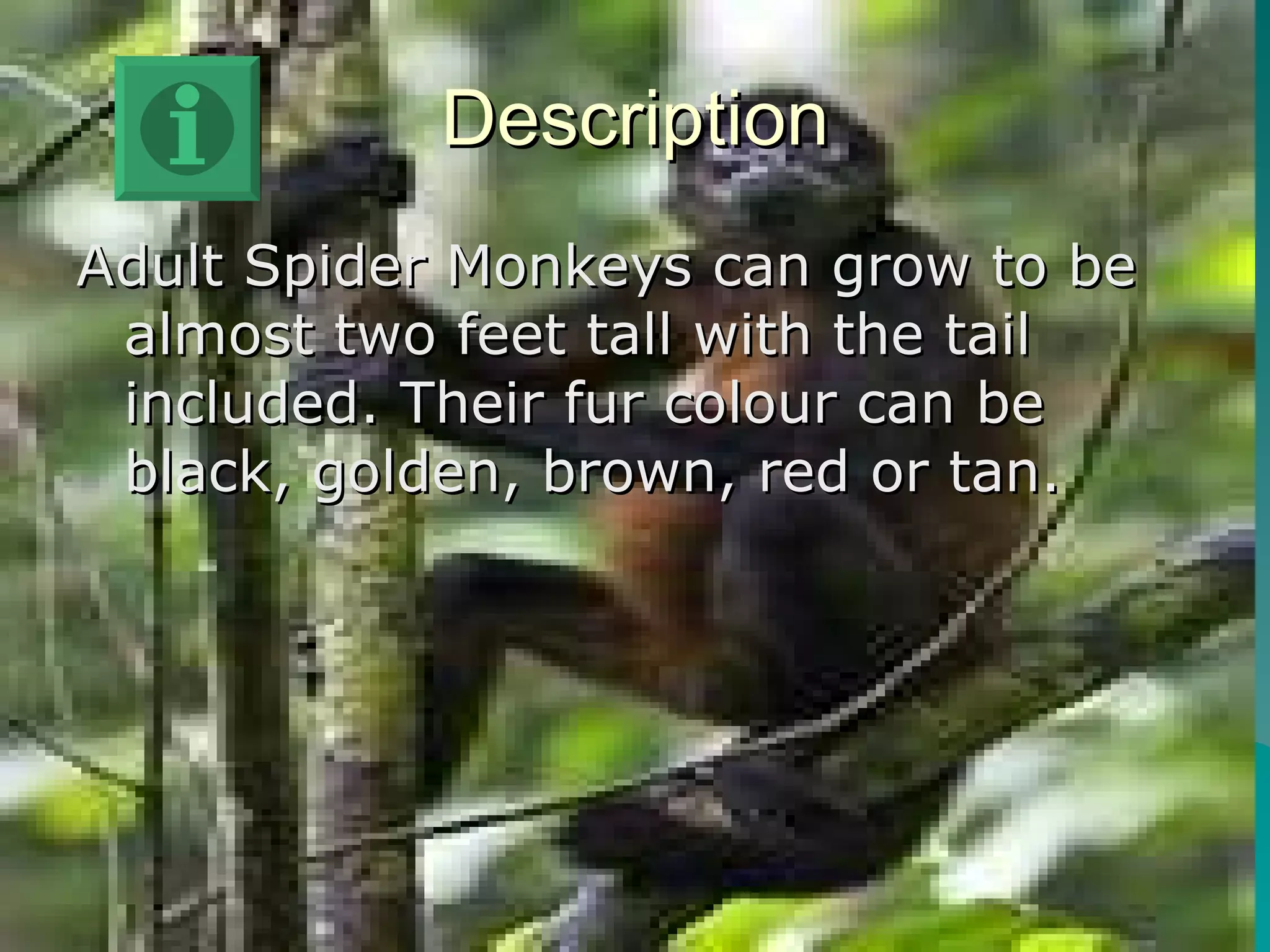 Bailey jm spider monkey | PPT