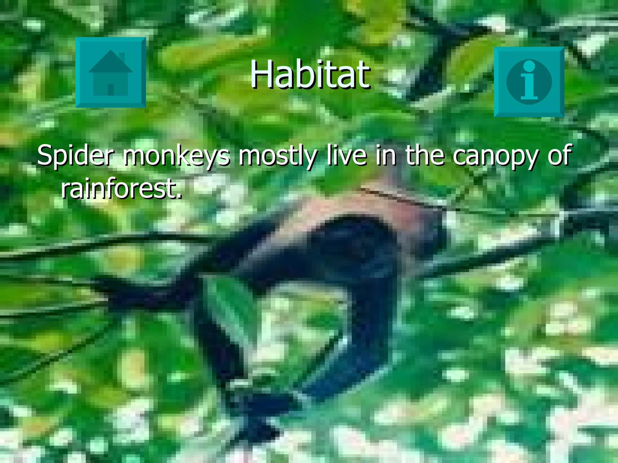 Bailey jm spider monkey | PPT