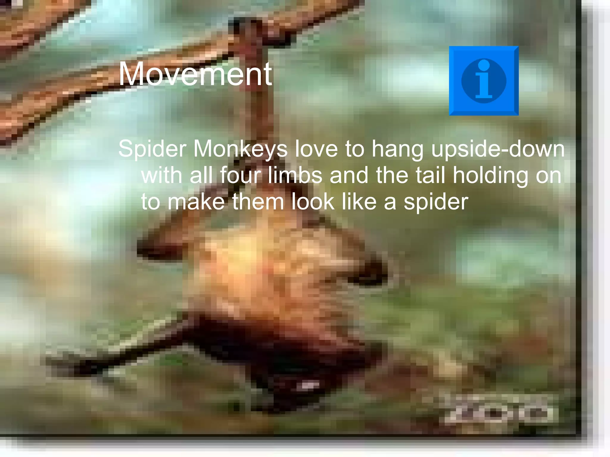 Bailey jm spider monkey | PPT