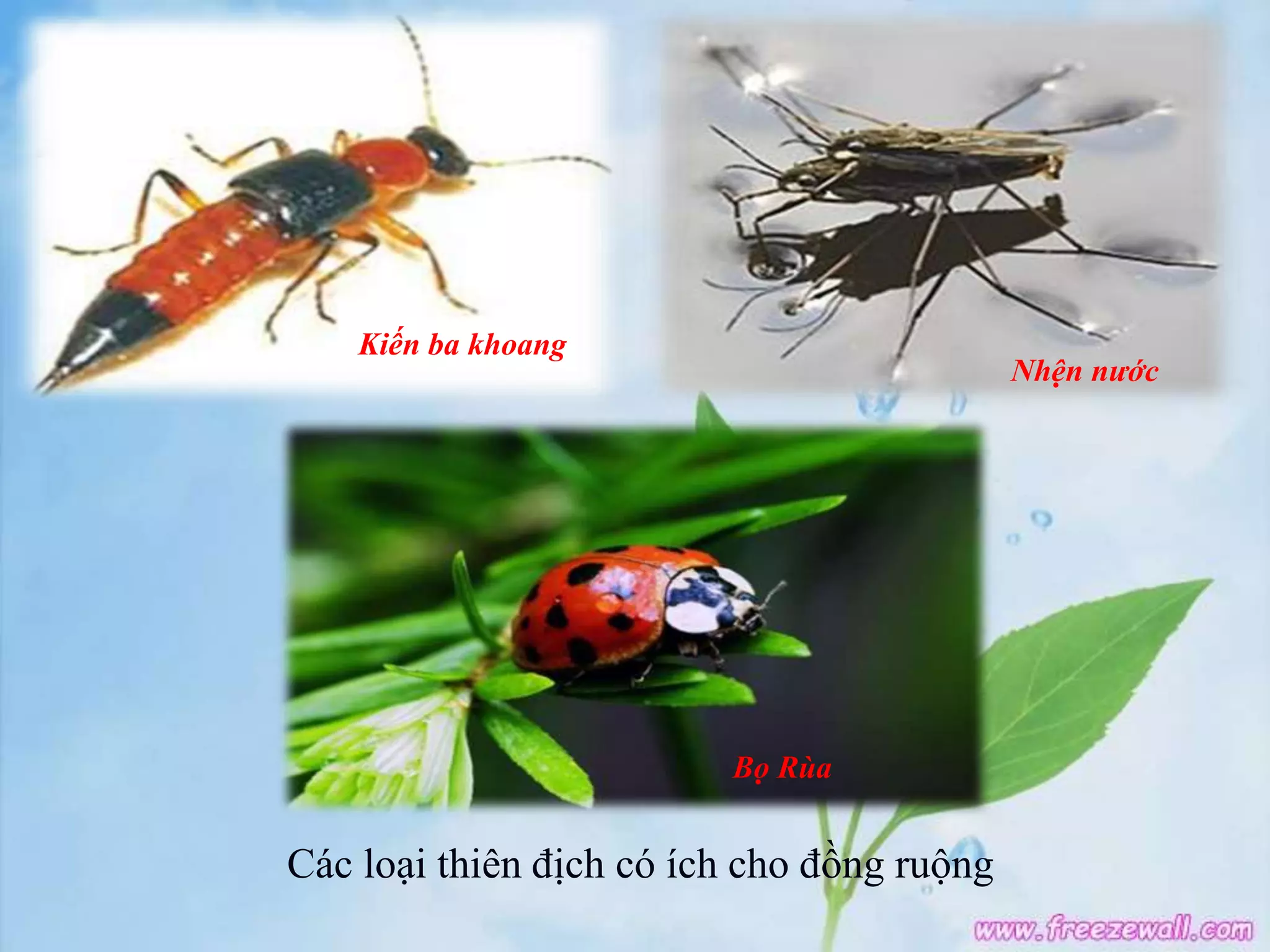 bai_o_nhiem_moi_truong_dat.ppt