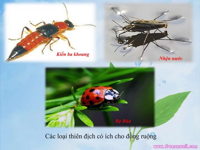 bai_o_nhiem_moi_truong_dat.ppt