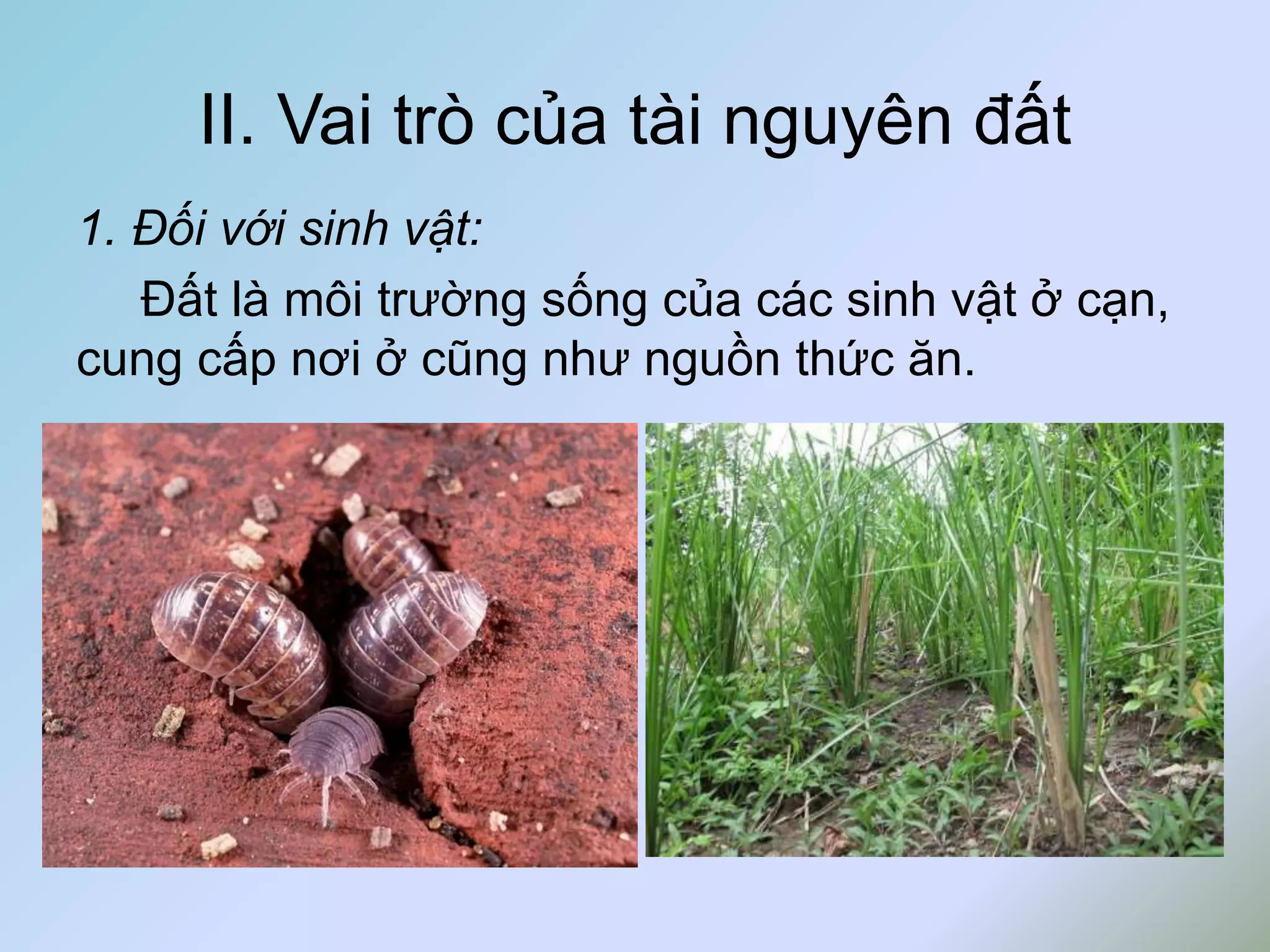 BaI_THUYeT_TRiNH_TaI_NGUYeN_daT_-_NHoM_1.pptx