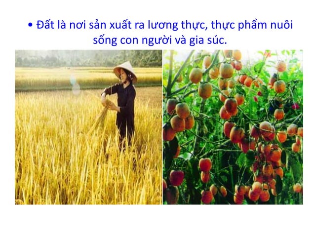 BaI_THUYeT_TRiNH_TaI_NGUYeN_daT_-_NHoM_1.pptx