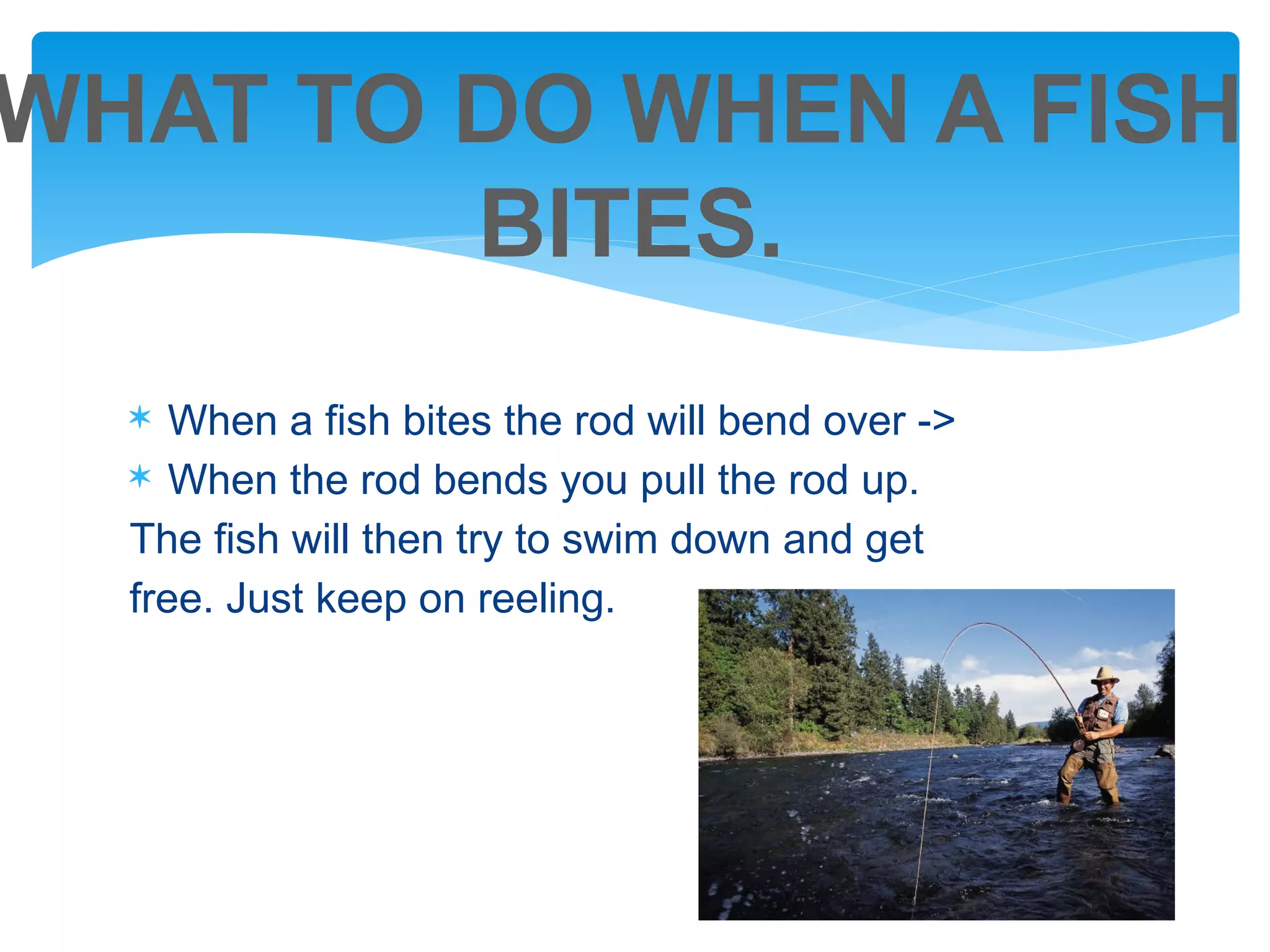 Baitproshop - Tips for fishing for Dummies | PPT