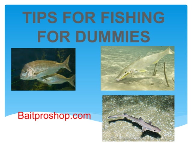 Baitproshop - Tips for fishing for Dummies | PPT