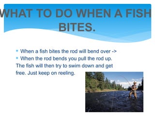 Baitproshop - Tips for fishing for Dummies | PPT