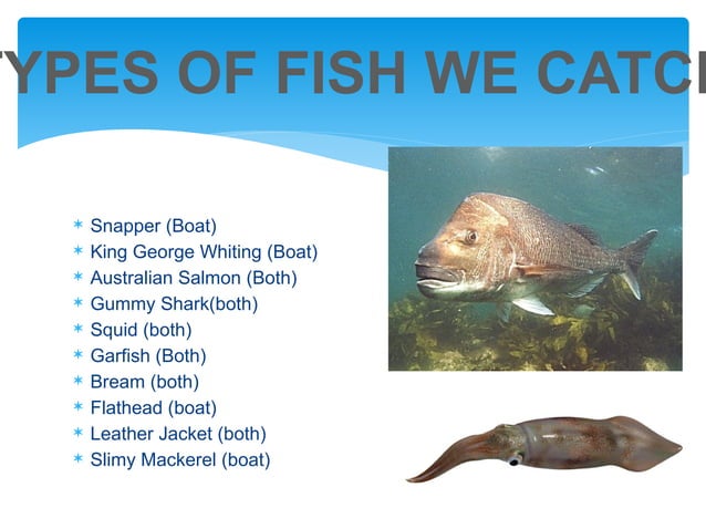 Baitproshop - Tips for fishing for Dummies | PPT