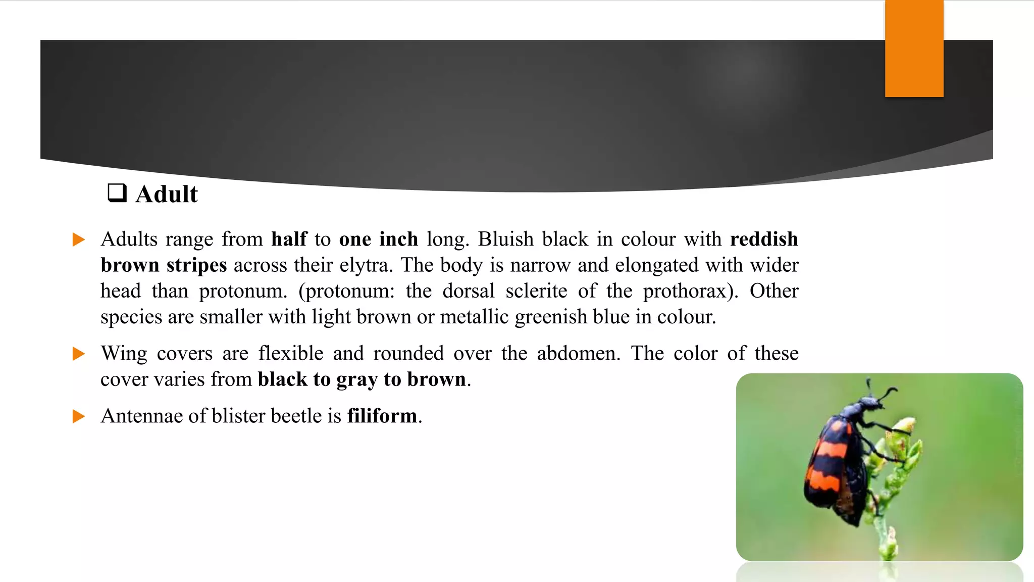 Bajara blister beetle | PPTX