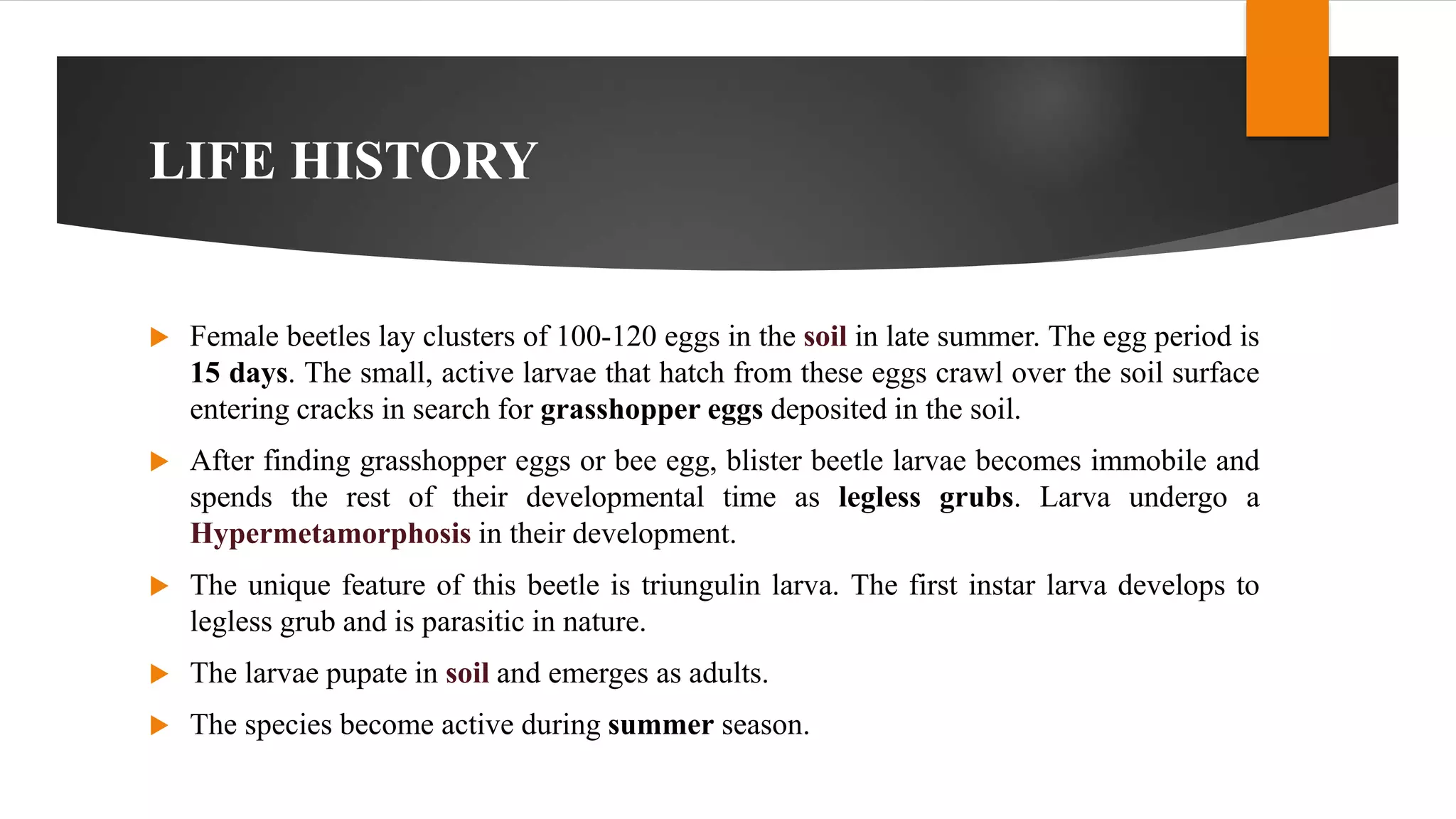 Bajara blister beetle | PPTX