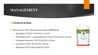 Bajara blister beetle | PPTX